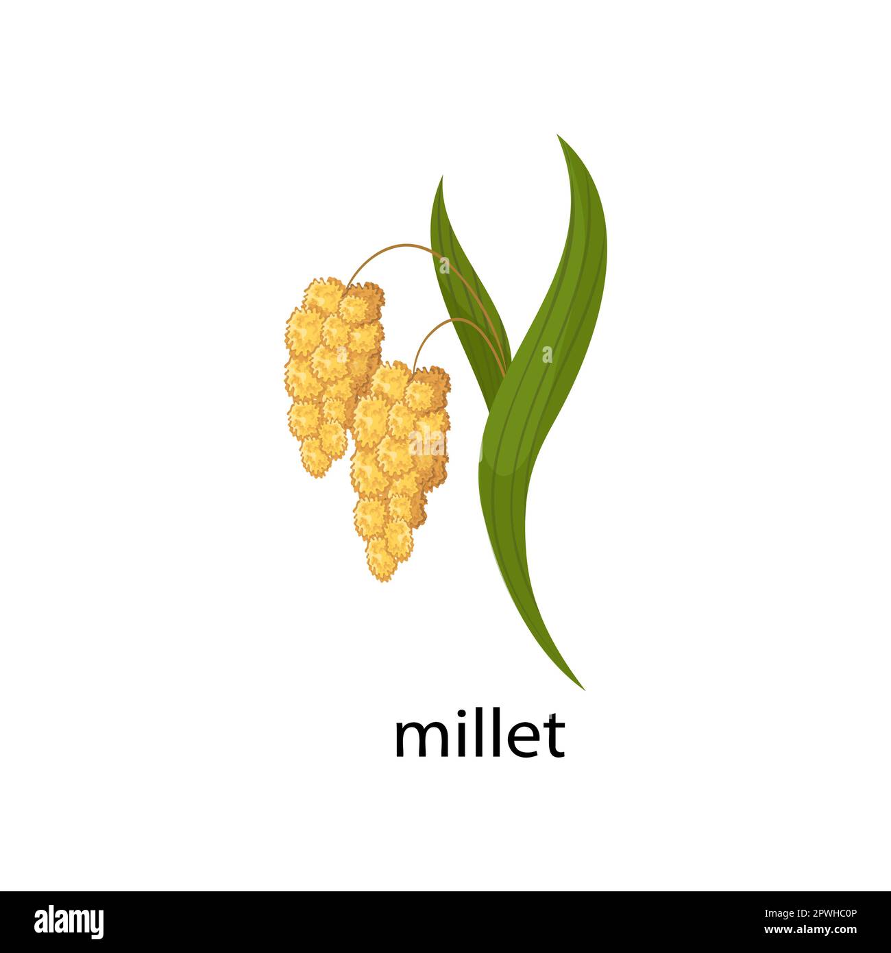 Millet cereal crop cartoon illustration Stock Vector Image & Art - Alamy