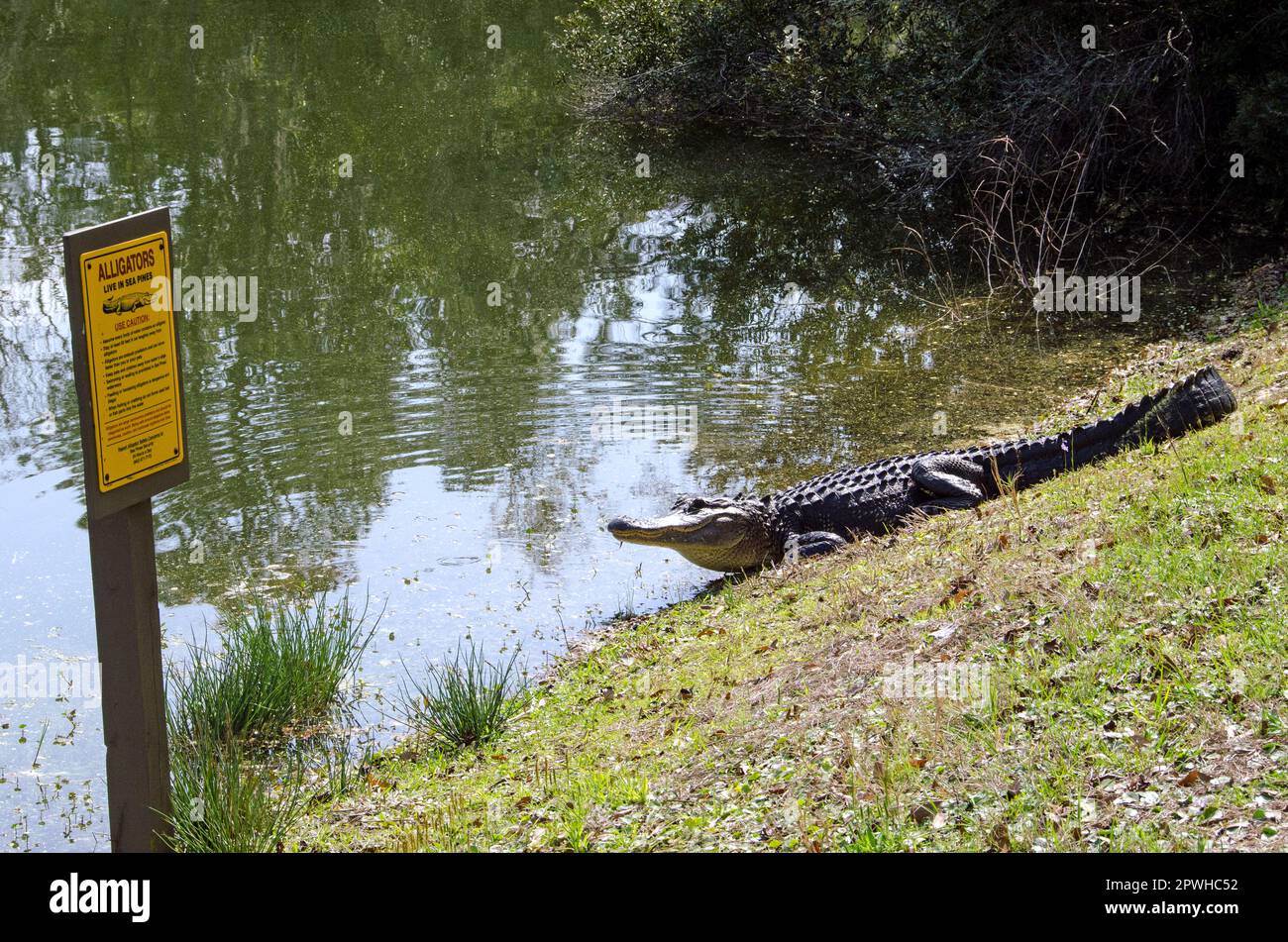 American Alligator appears to pose next to a sign warning people that ...
