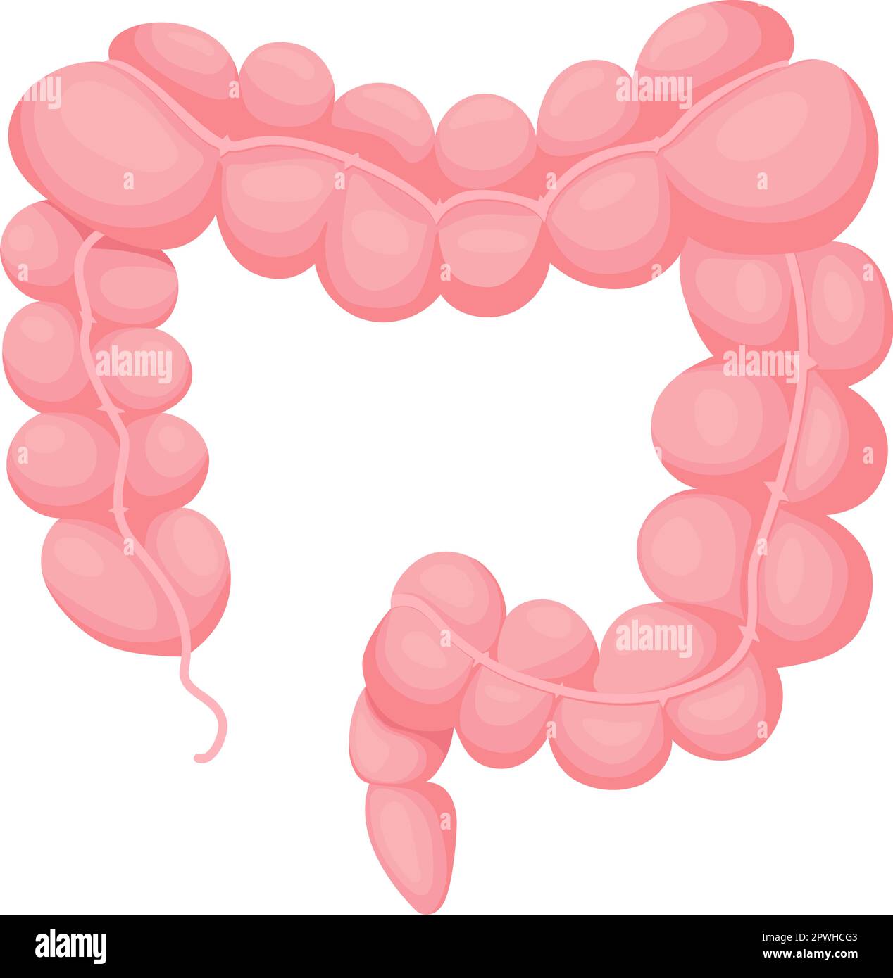 Colon. Human organ. Gastrointestinal tract. Vector illustration in flat ...