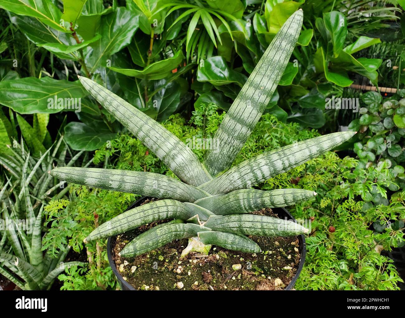 A unique and sharp green leaves of Sansevieria Boncel Starfish Stock ...