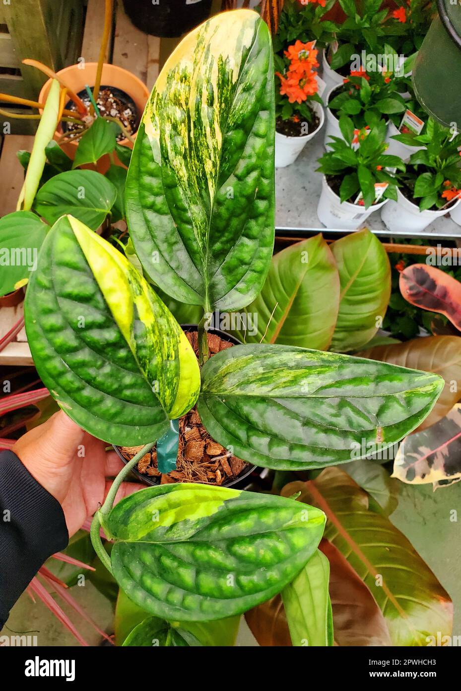 Beautiful leaves of Monstera Peru variegated, a rare and popular ...