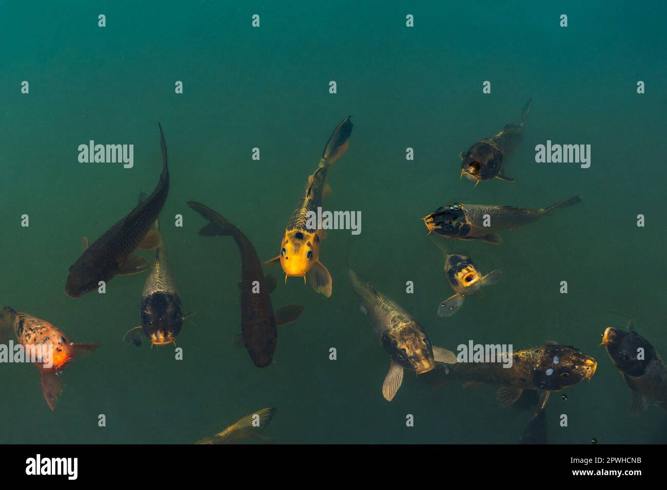 group of hungry carp fish looking up and swimming in pond or lake Stock ...