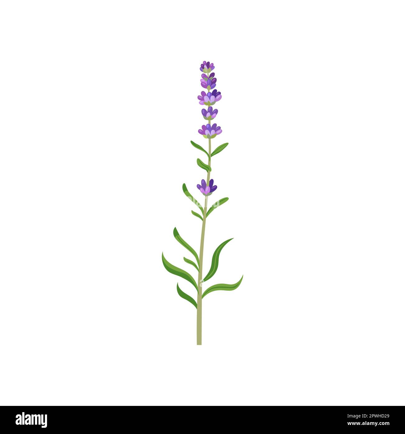 Lavander vector hi-res stock photography and images - Alamy