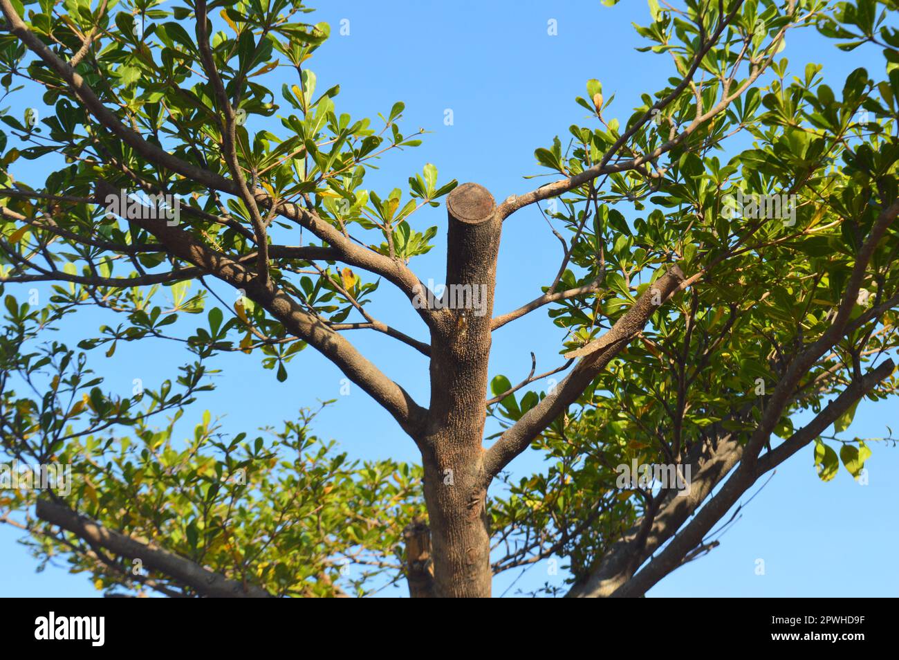 Bucida houseplants are a genus of flowering plants in the Indian almond ...