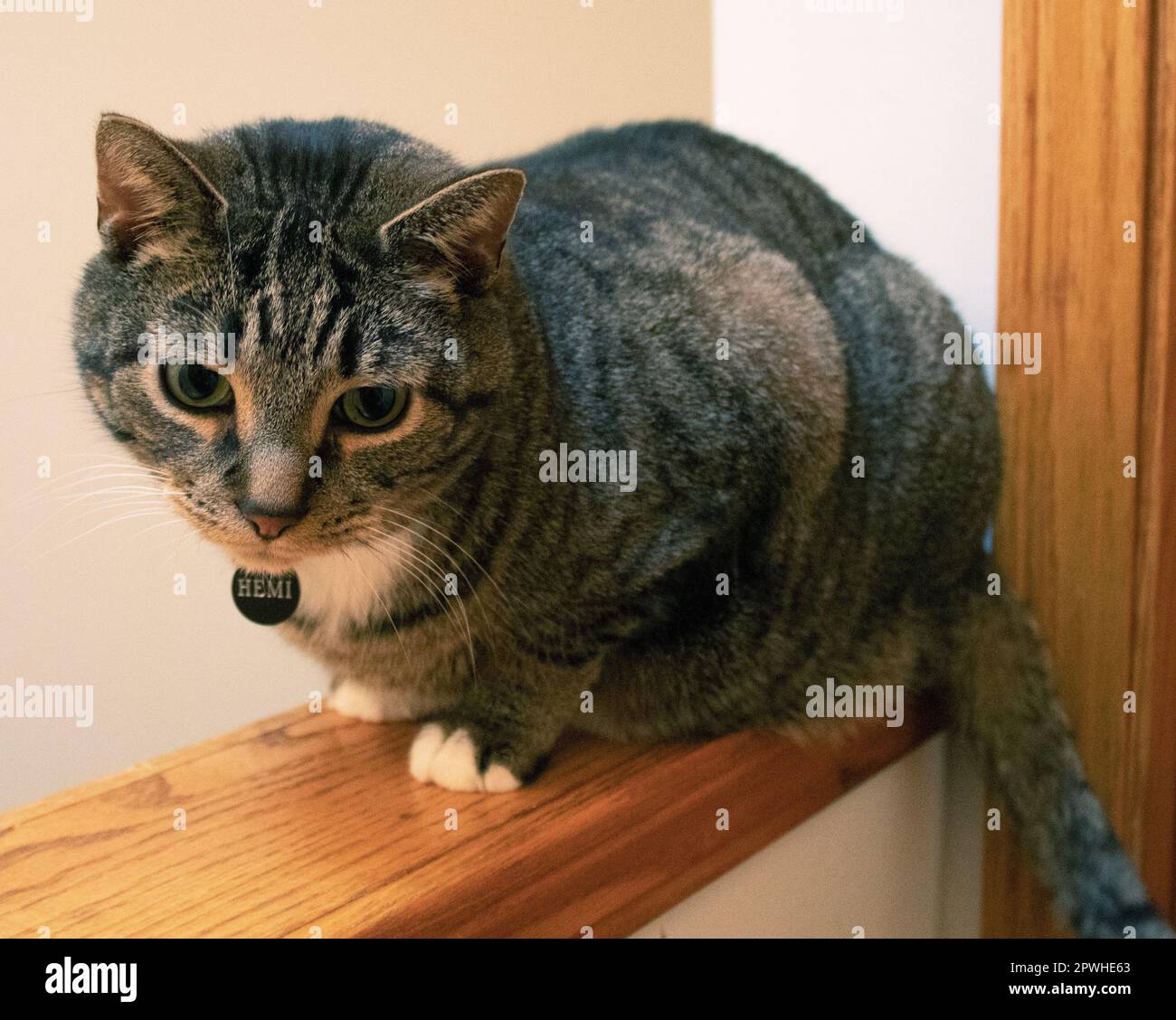 My cat, Hemi Stock Photo - Alamy