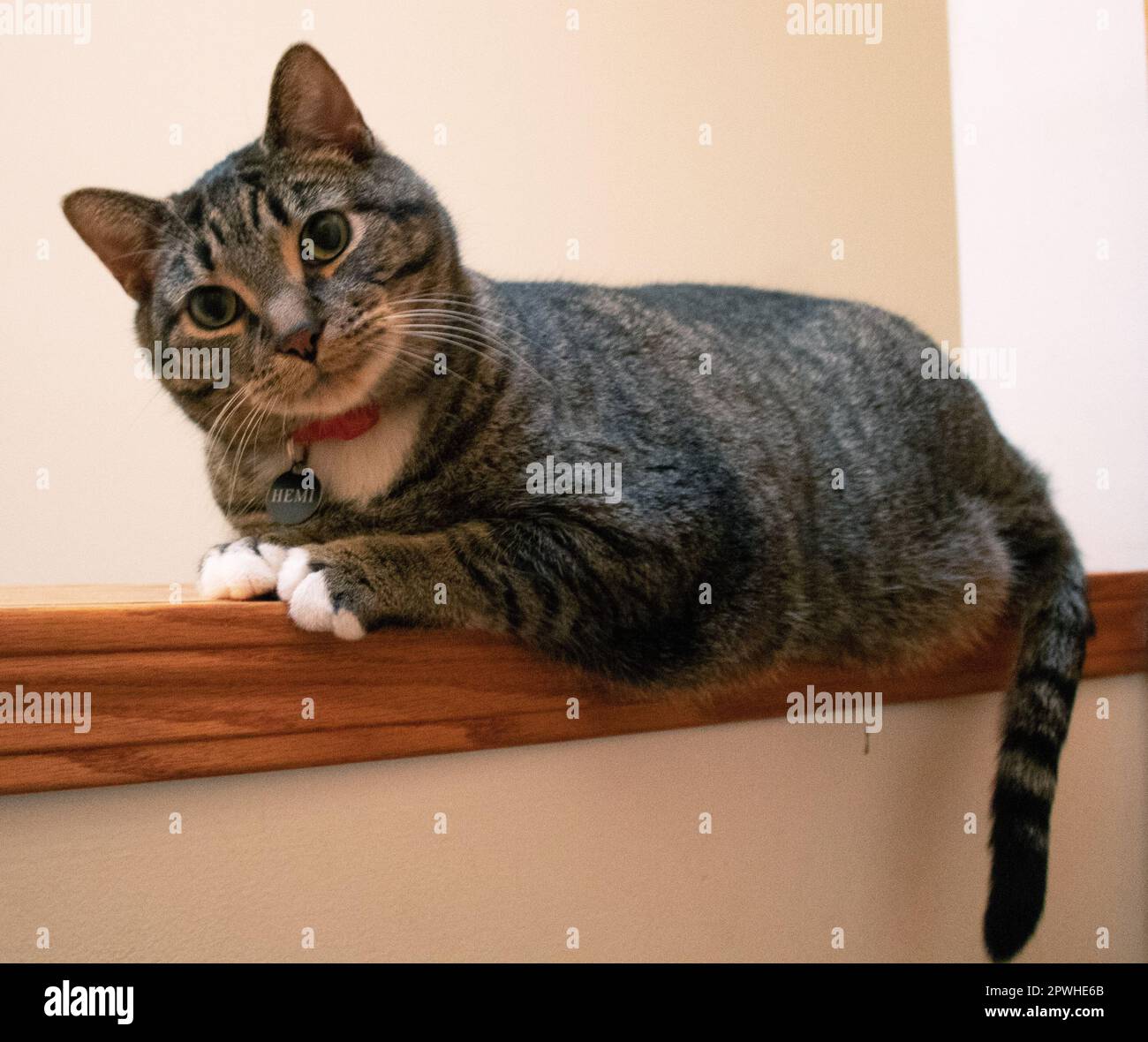 My cat, Hemi Stock Photo - Alamy
