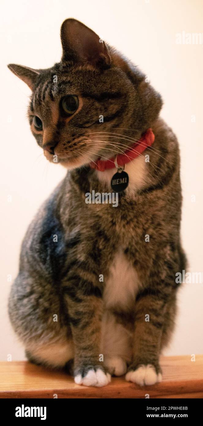 My cat, Hemi Stock Photo - Alamy