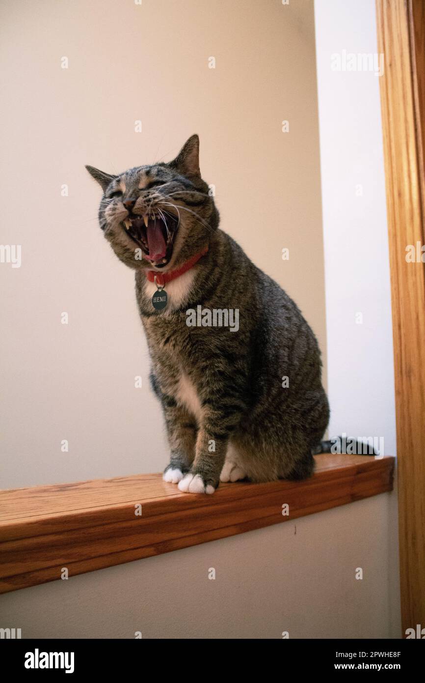 My cat, Hemi Stock Photo - Alamy