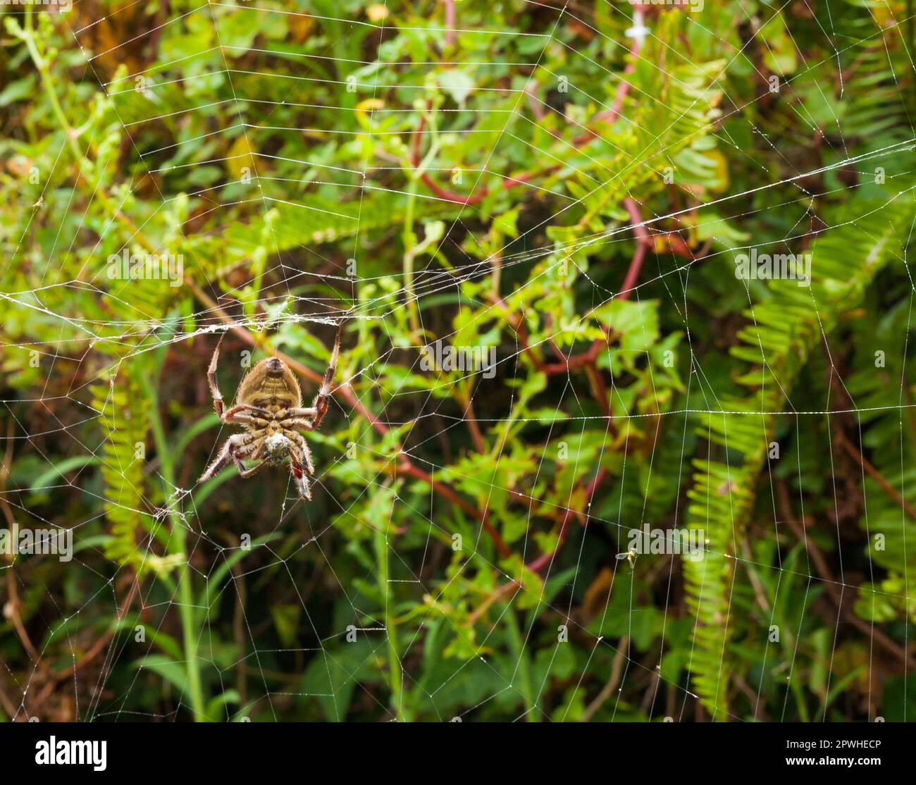 Underside of big hairy spider in web in urban Australian garden Stock ...