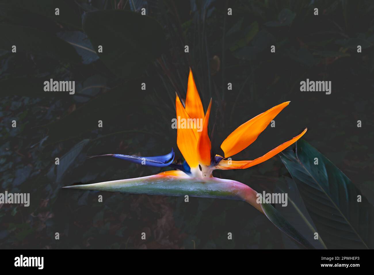Bright orange of bird of paradise flower against dark garden background ...