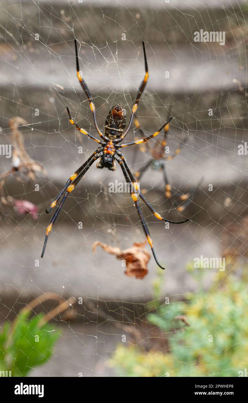 Golden orb spider underside in web in urban garden in Australia Stock ...