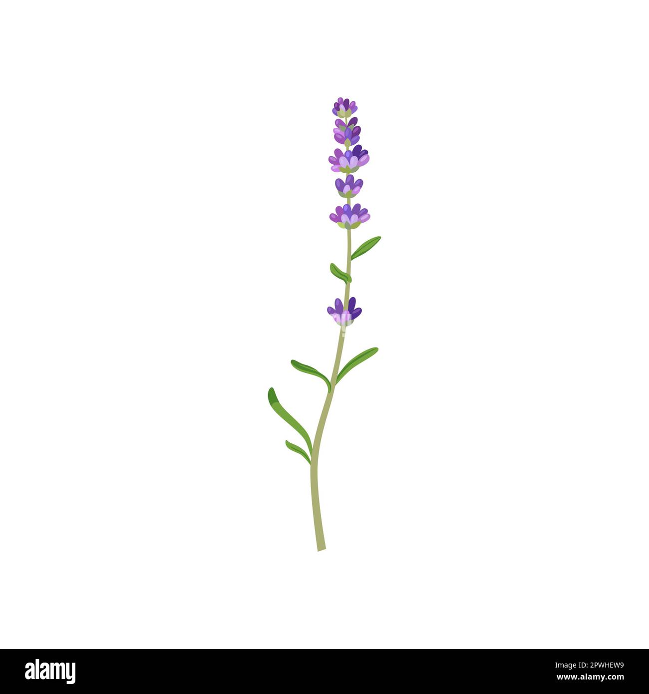Lavender in vintage style Cut Out Stock Images & Pictures - Alamy