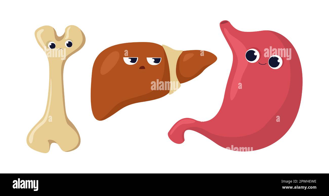 Comic bone, liver and stomach vector illustrations set Stock Vector ...