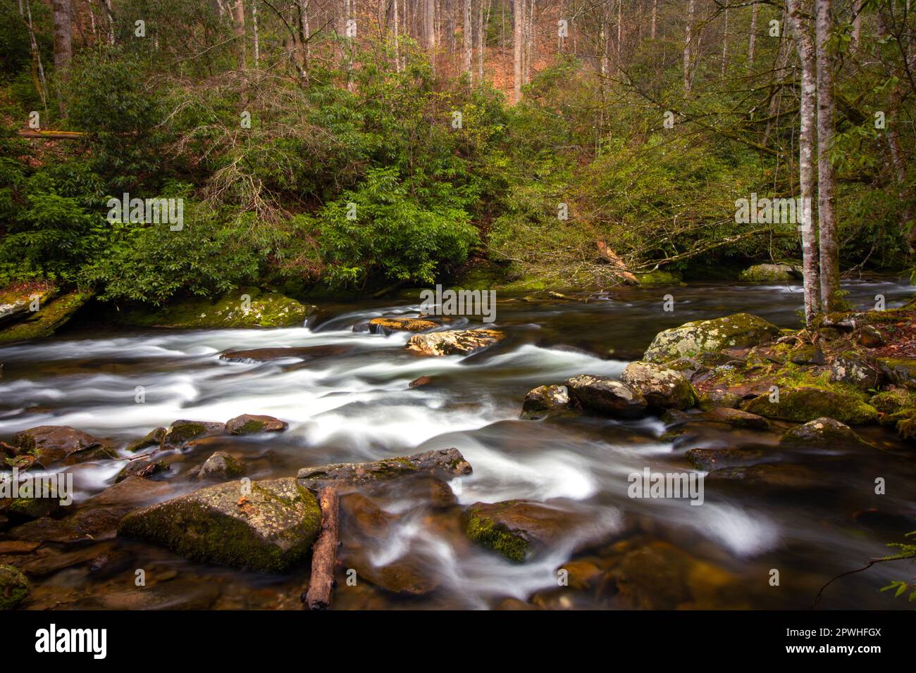 Spring, Stream, Deep Creek, Smoky Mountains Stock Photo - Alamy