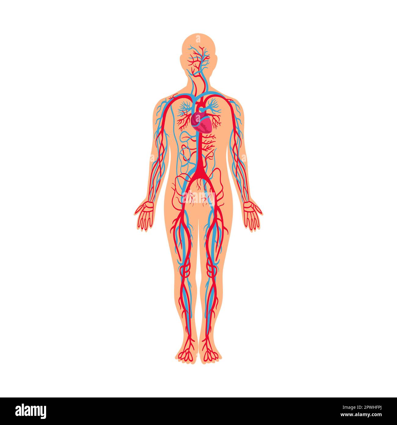 Circulatory system, muscles and bones in human body vector illustration ...