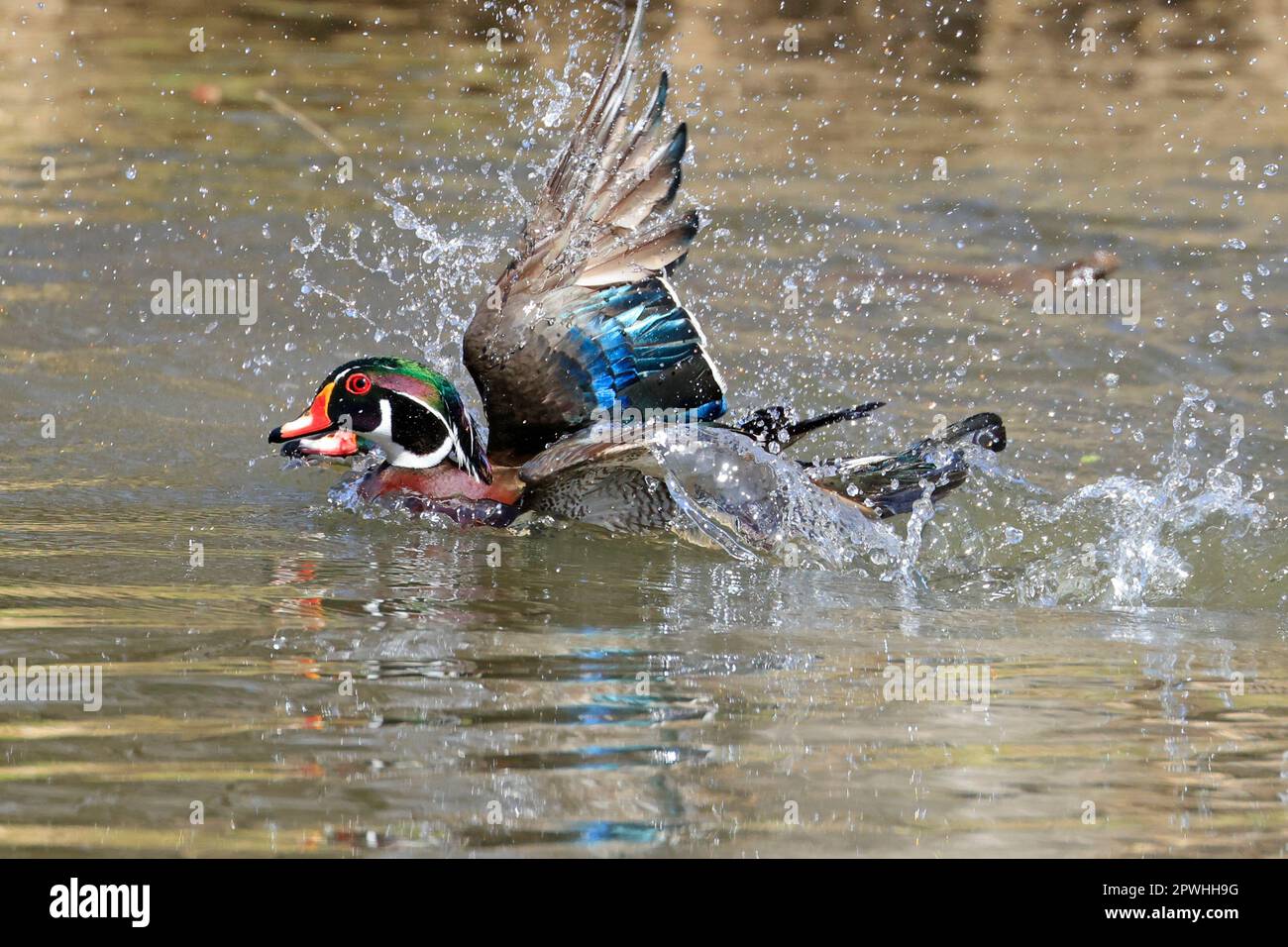 Colorful Wood Ducks fighting in the lake, Quebec, Canada Stock Photo ...