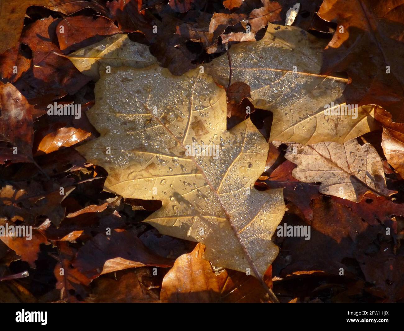 Discolored leaves in autumn on an oak tree hi-res stock photography and ...
