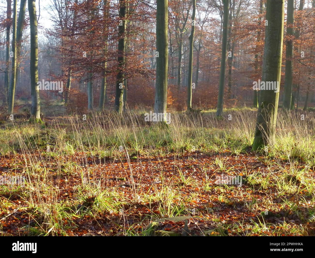 Sparse grasses hi-res stock photography and images - Alamy