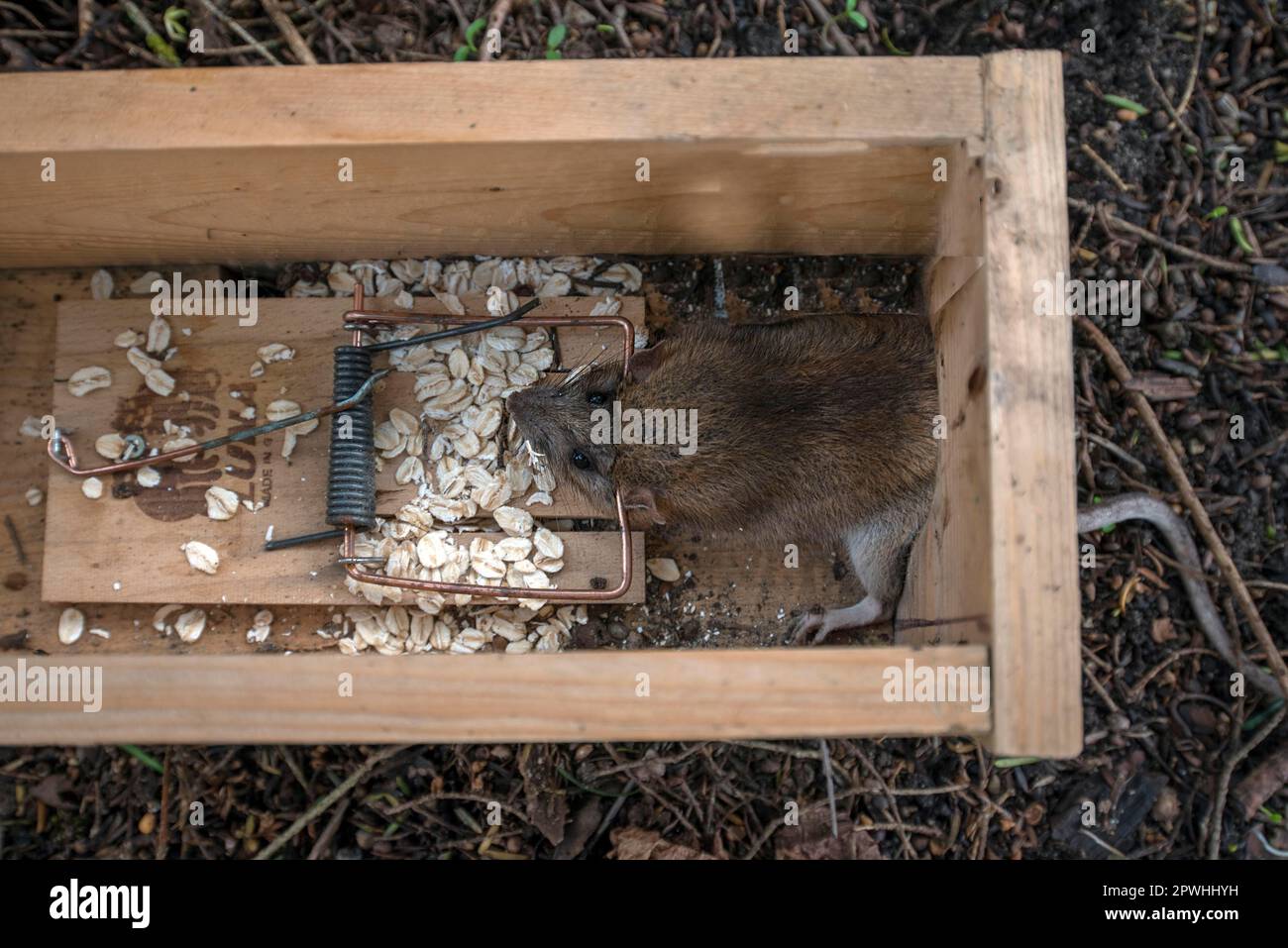 Brown rat (Rattus norvegicus) in a beating trap, Bavaria, Germany Stock ...