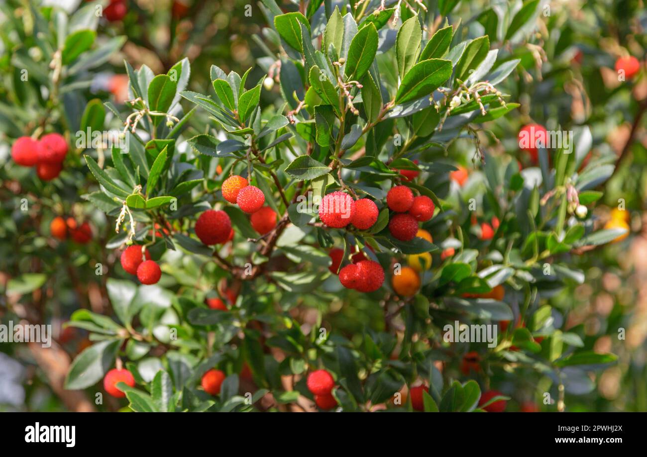 Strawberry tree (Arbutus Stock Photo - Alamy