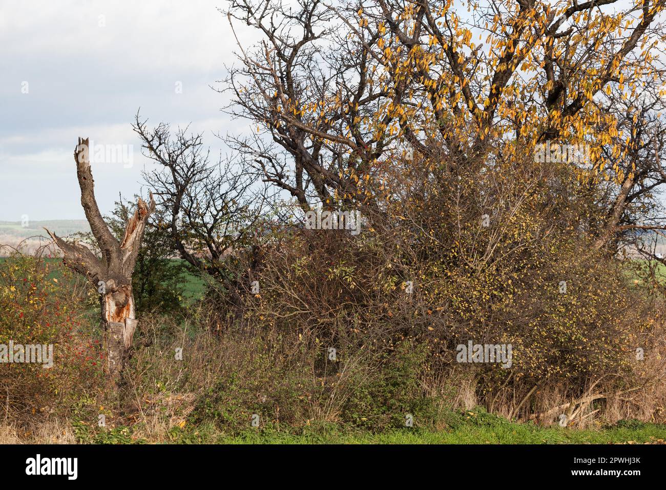 Old dead tree Stock Photo - Alamy