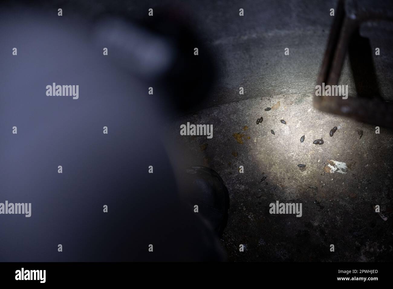 Stuttgart, Germany. 30th Mar, 2023. Rat droppings lie at the bottom of ...