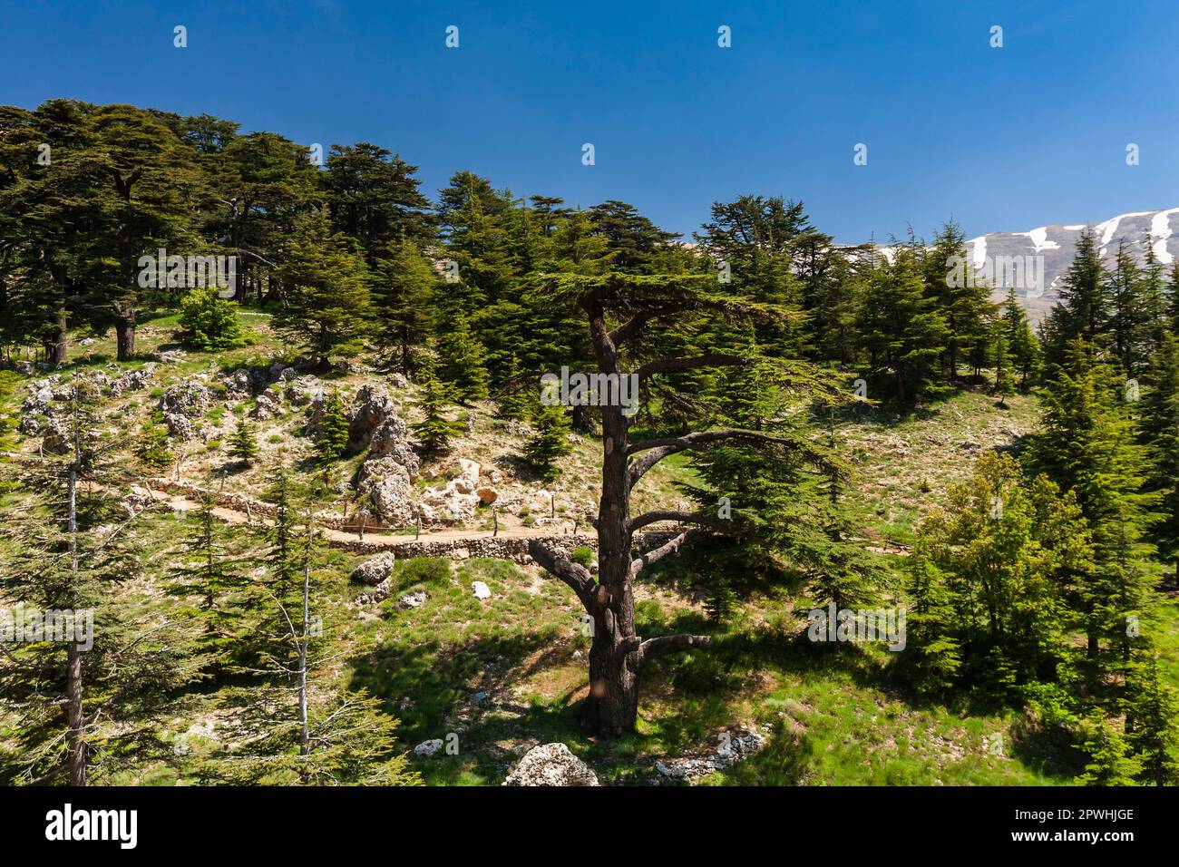 Cedar of Lebanon, cedar forest, "Cedars of God", Kadisha valley, Mount Lebanon, Bsharri(Bsharre ...