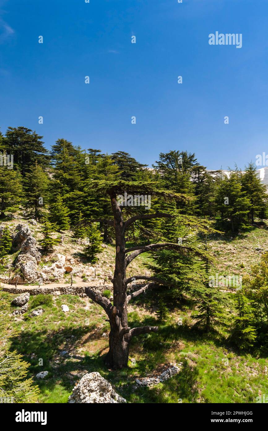 Cedar of Lebanon, cedar forest, "Cedars of God", Kadisha valley, Mount Lebanon, Bsharri(Bsharre ...