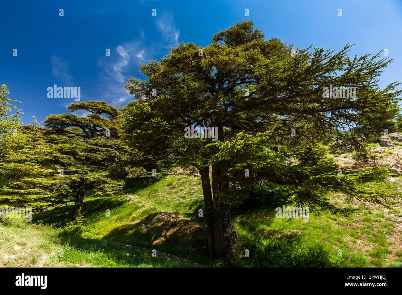 Cedar of Lebanon, cedar forest, "Cedars of God", Kadisha valley, Mount Lebanon, Bsharri(Bsharre ...