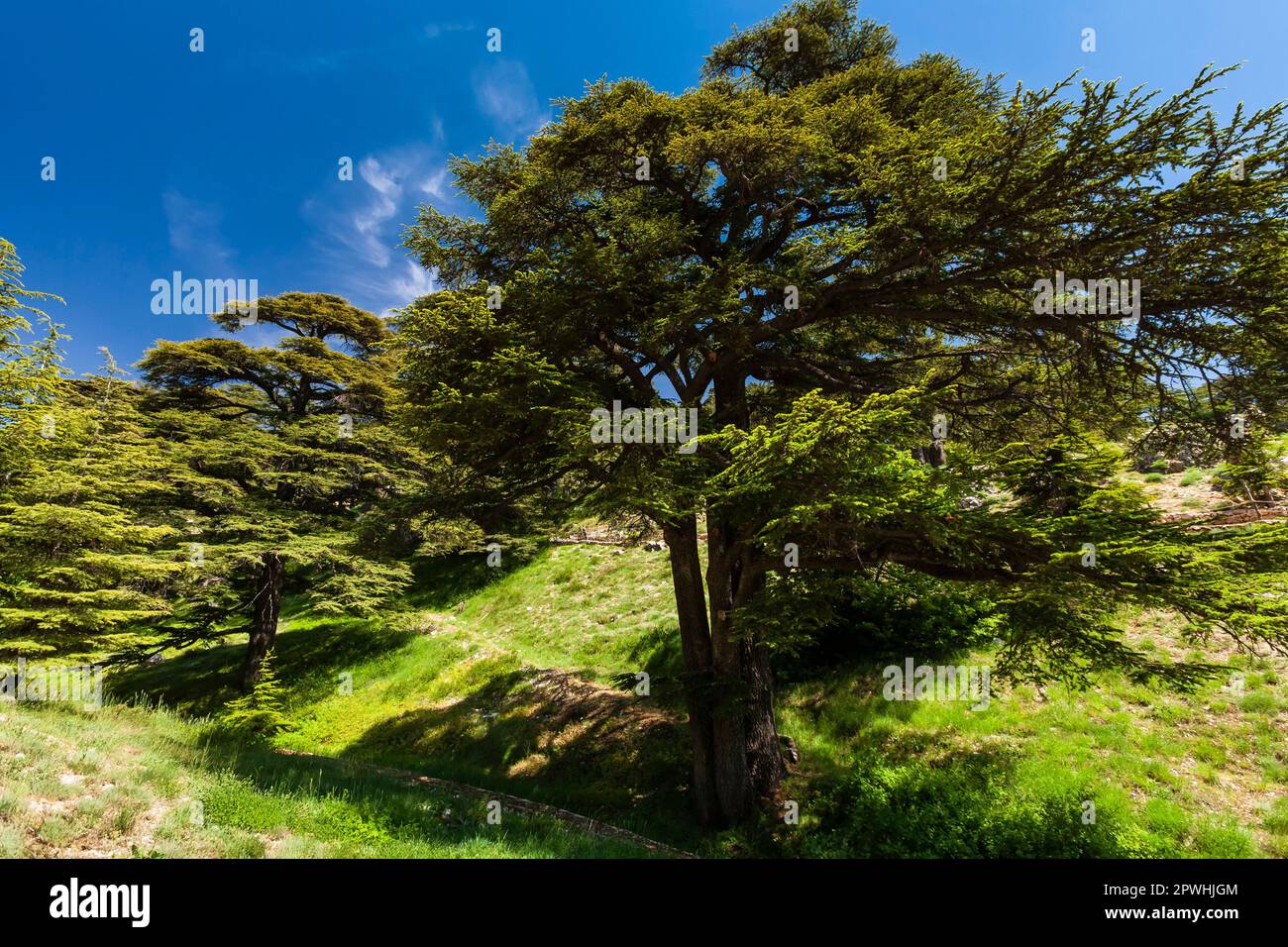 Cedar of Lebanon, cedar forest, "Cedars of God", Kadisha valley, Mount ...