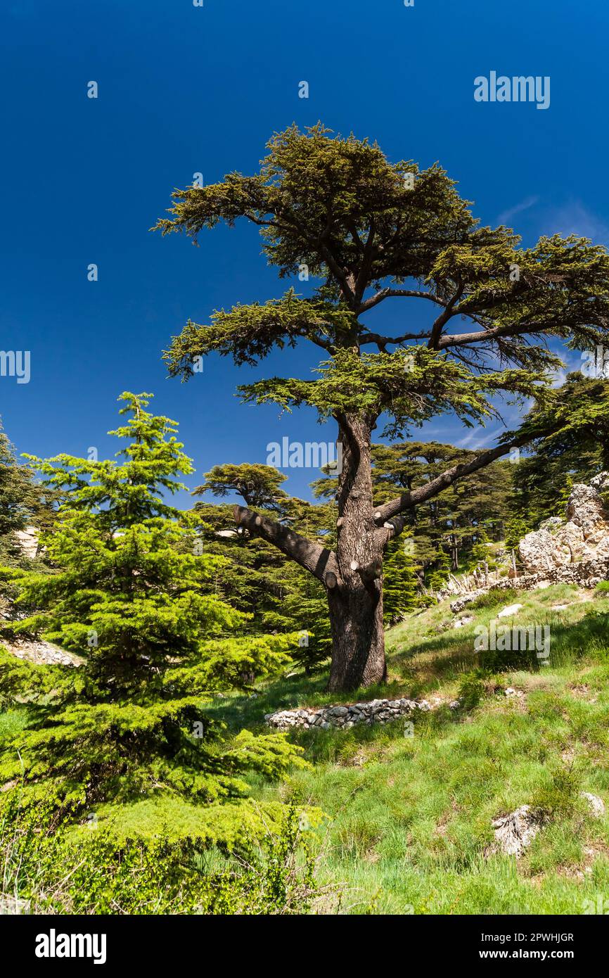 Cedar of Lebanon, cedar forest, "Cedars of God", Kadisha valley, Mount ...