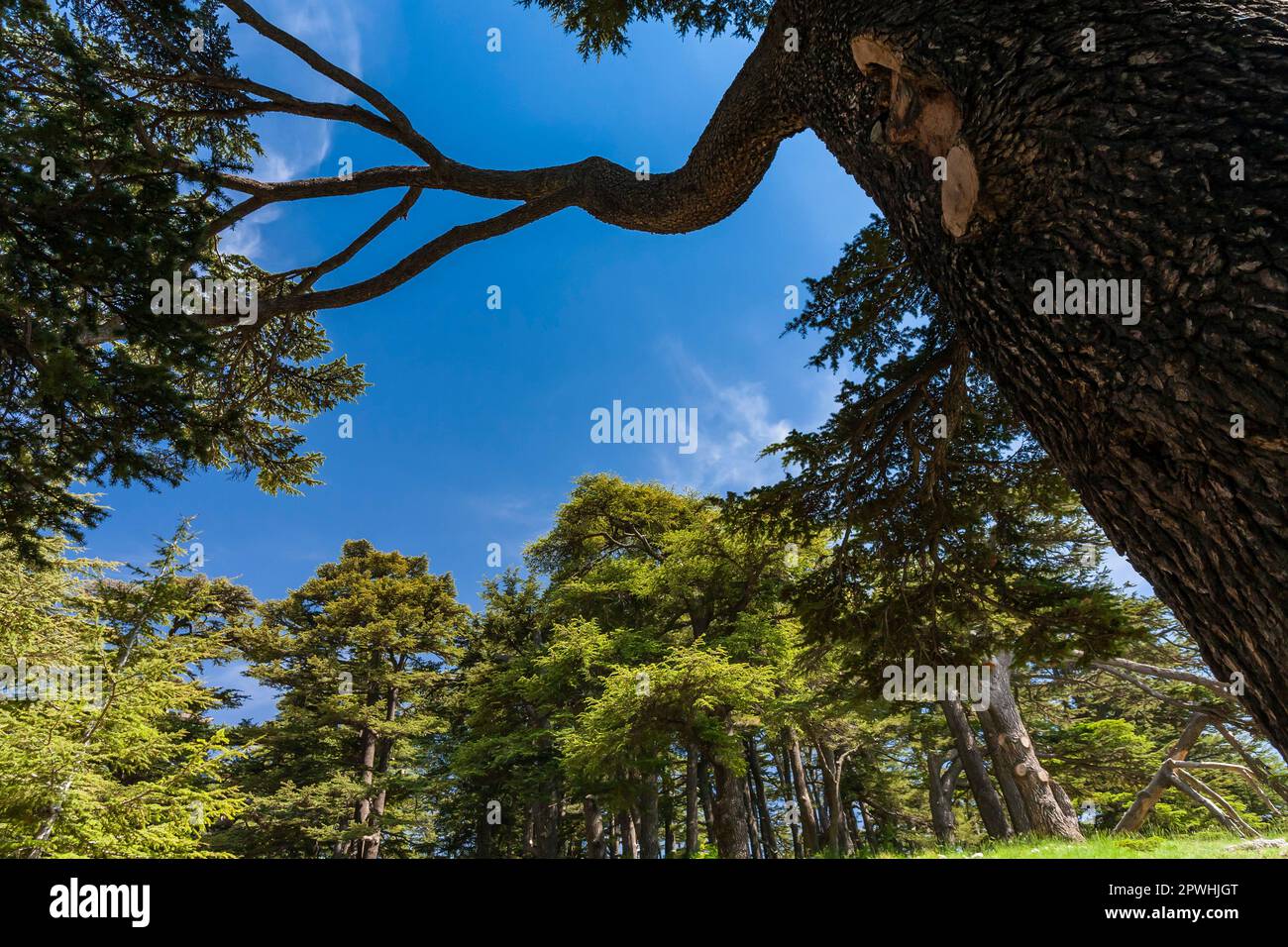 Cedar of Lebanon, cedar forest, "Cedars of God", Kadisha valley, Mount ...