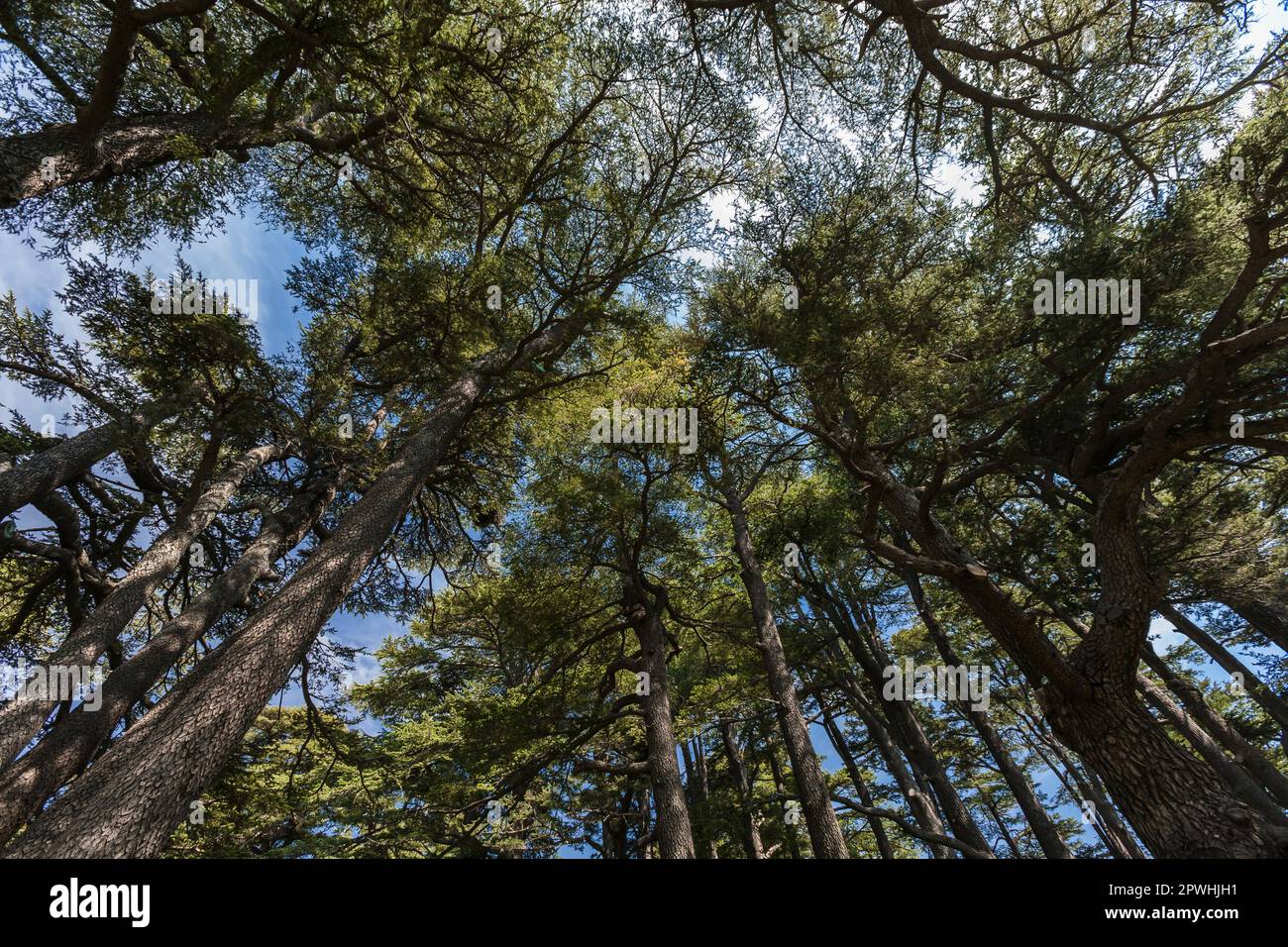 Cedar of Lebanon, cedar forest, "Cedars of God", Kadisha valley, Mount Lebanon, Bsharri(Bsharre ...