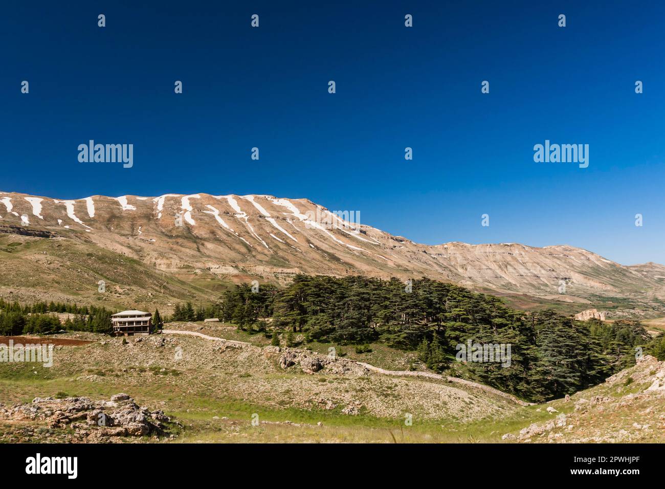 Cedar forest and Mount Lebanon, Cedar of Lebanon, "Cedars of God", Kadisha valley, Bsharri ...