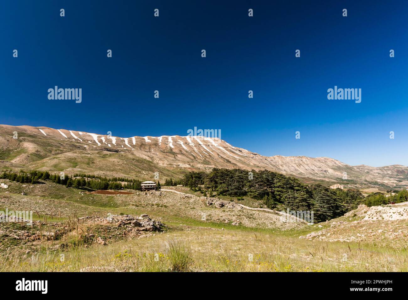 Cedar forest and Mount Lebanon, Cedar of Lebanon, "Cedars of God", Kadisha valley, Bsharri ...