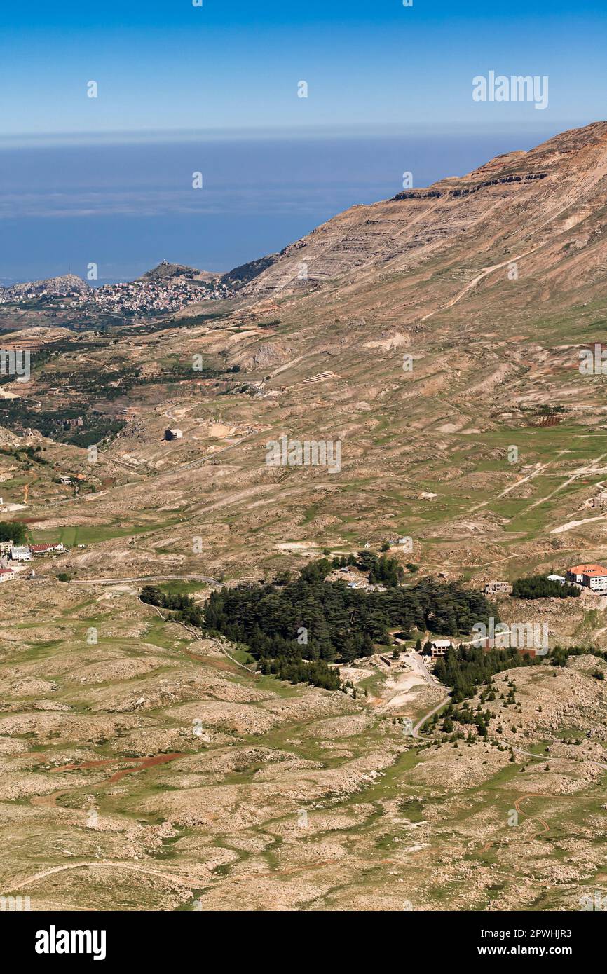 Distant view of cedar forest, Cedar of Lebanon, "Cedars of God ...