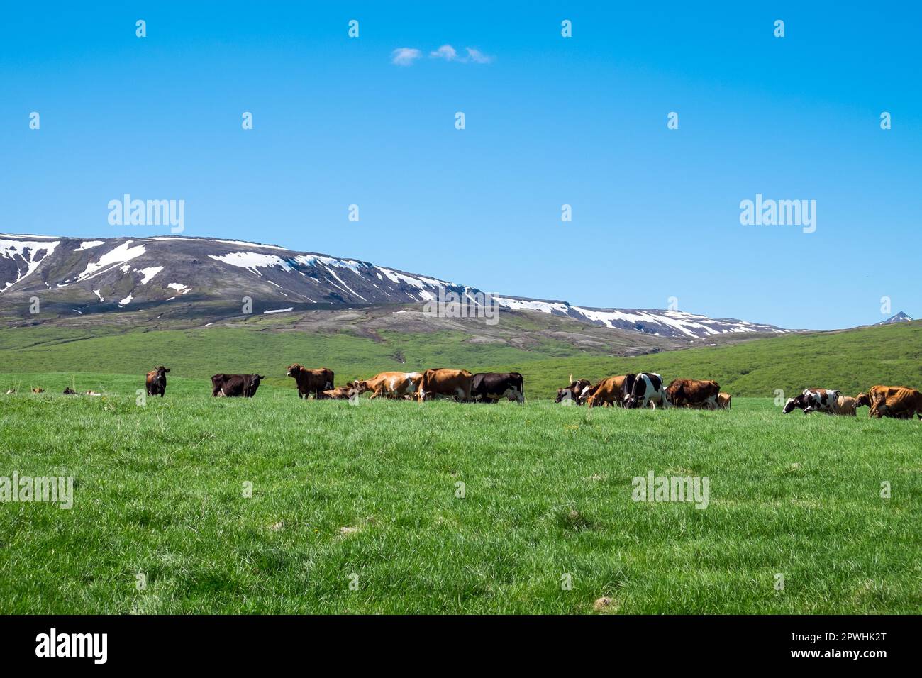 Icelandic cows hi-res stock photography and images - Alamy