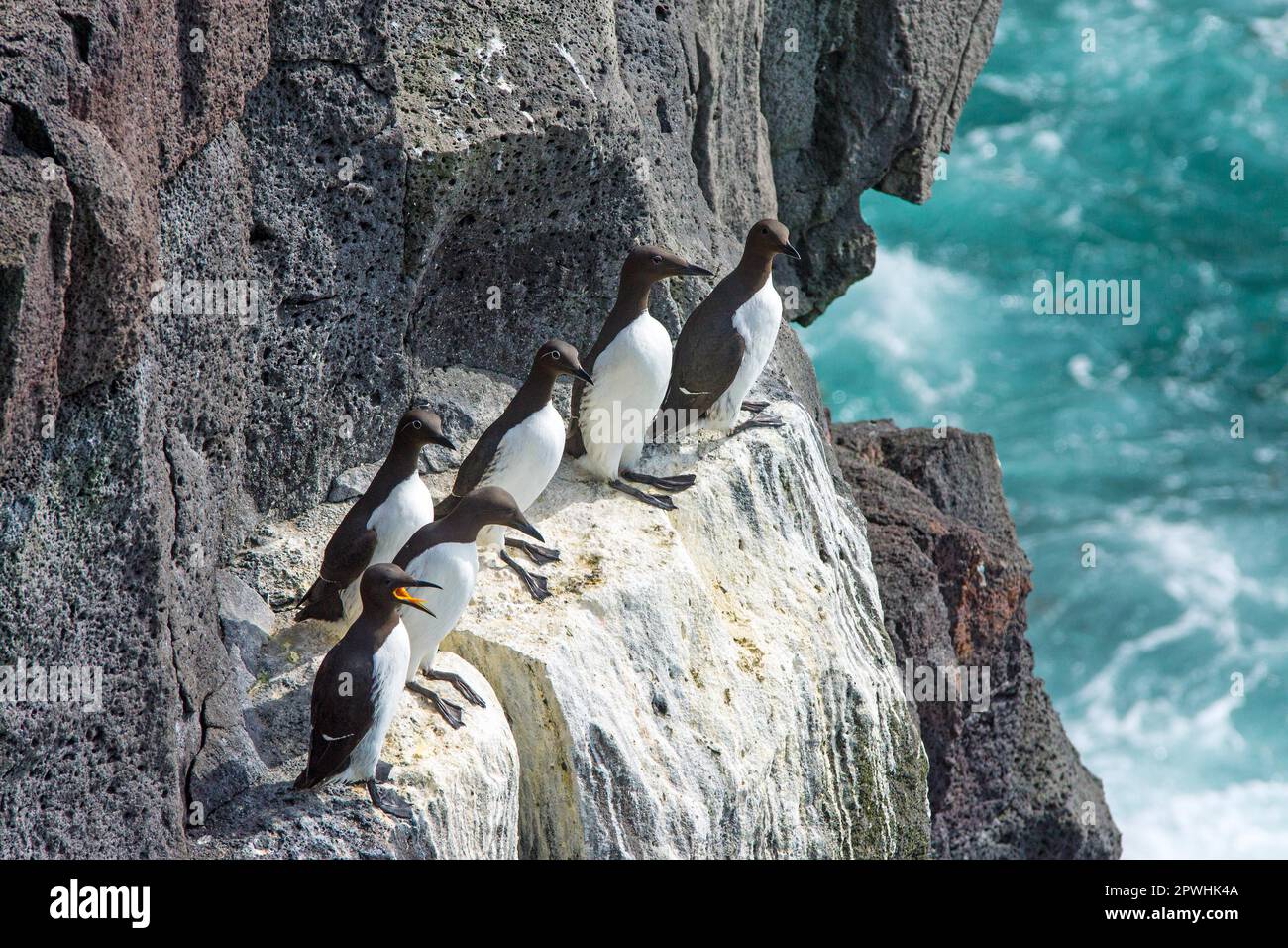 Seabirds on a cliff on the west coast of Iceland Stock Photo - Alamy