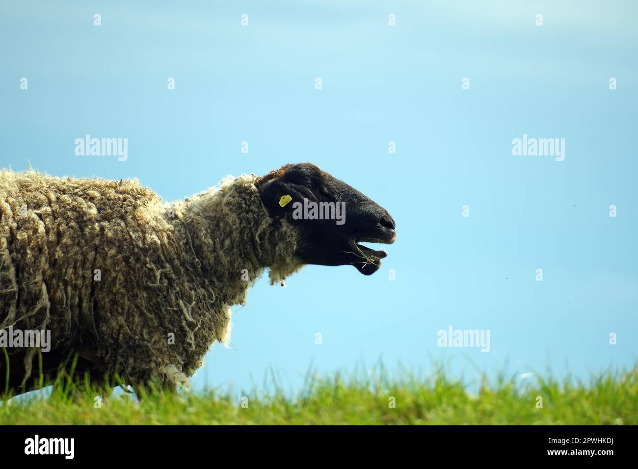 Animal mouth open sheep hi-res stock photography and images - Alamy