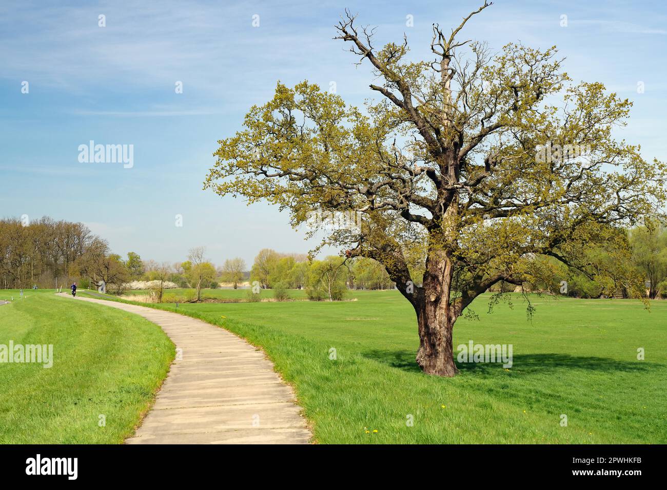 Bumpy cycle path on a dyke, single tree, cycle tourism, Elbe, Wendland ...