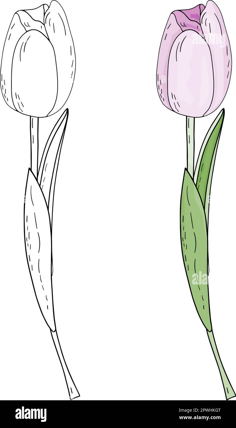 Hand drawn color and black and white Tulips with a doodle style shading ...
