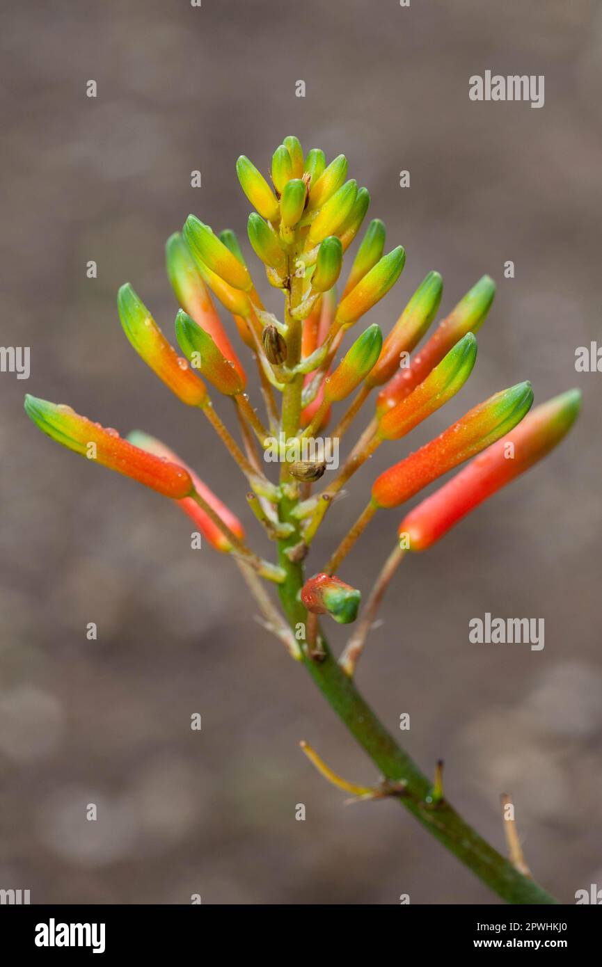 Aloe comosa hi-res stock photography and images - Alamy