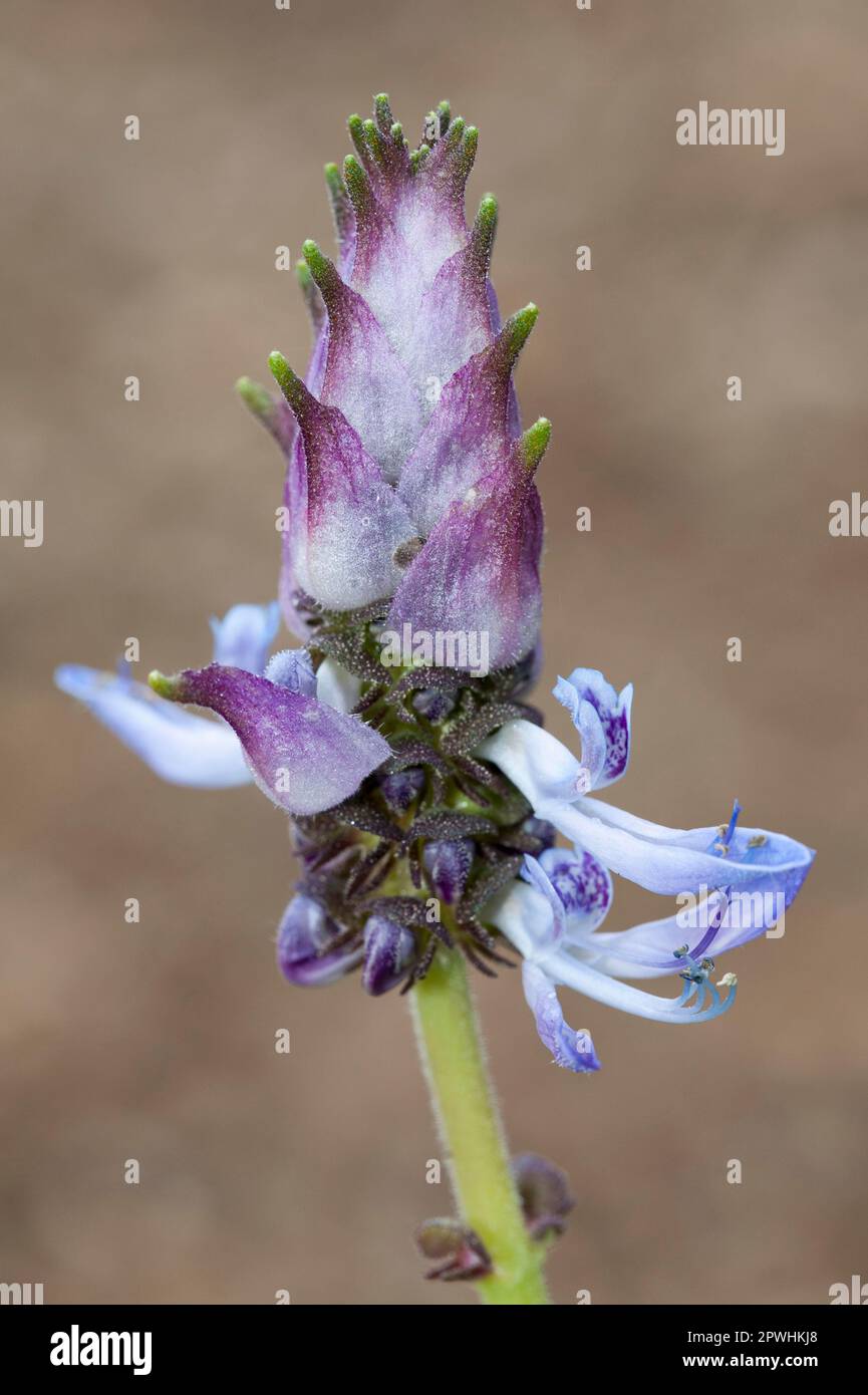 Arabicus hi-res stock photography and images - Alamy