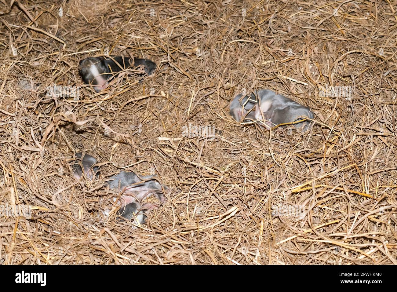 Babies kits rabbits in straw Stock Photo - Alamy