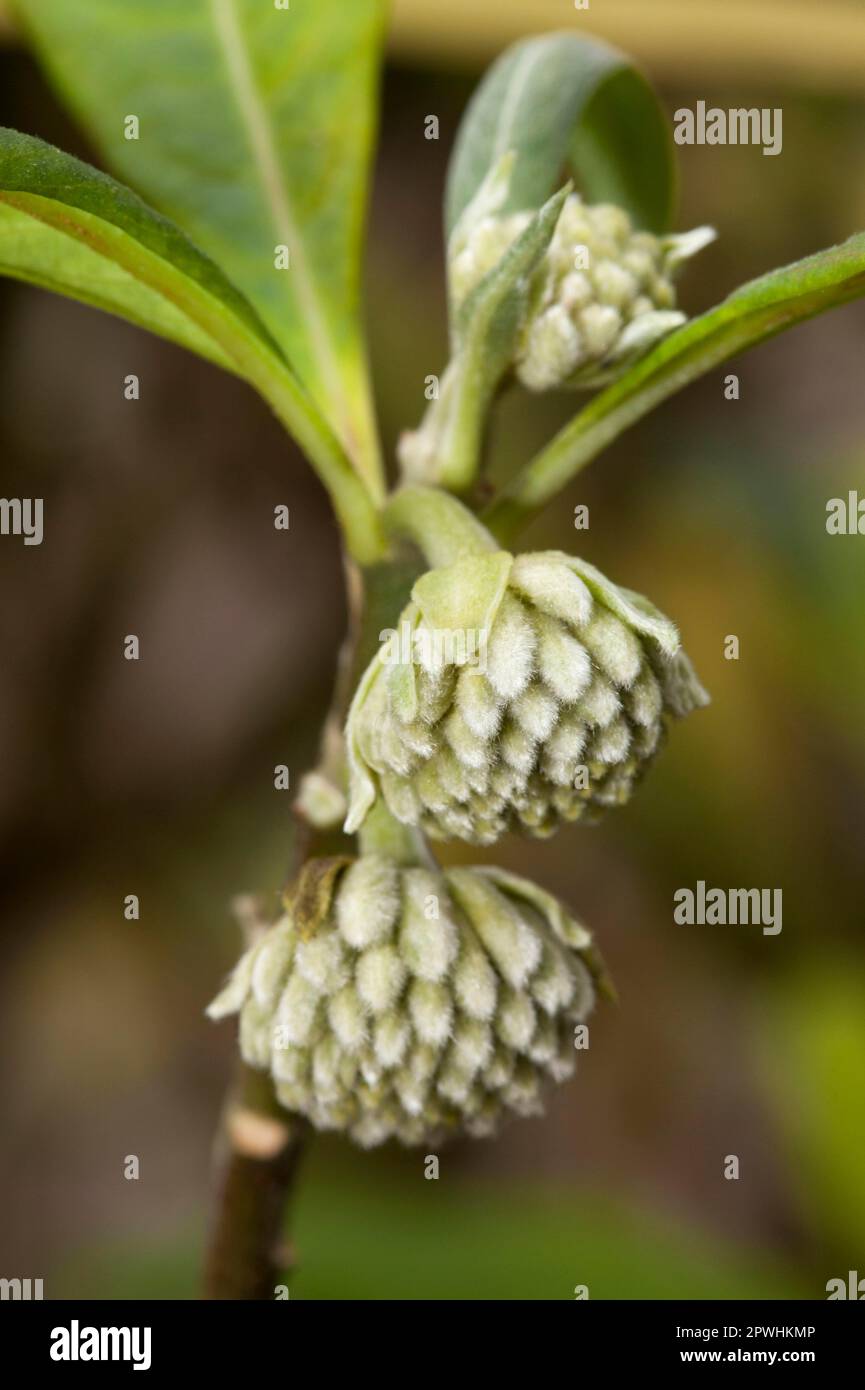 Oriental Paperbush (Edgeworthia papyrifera) Mitsumata Stock Photo - Alamy