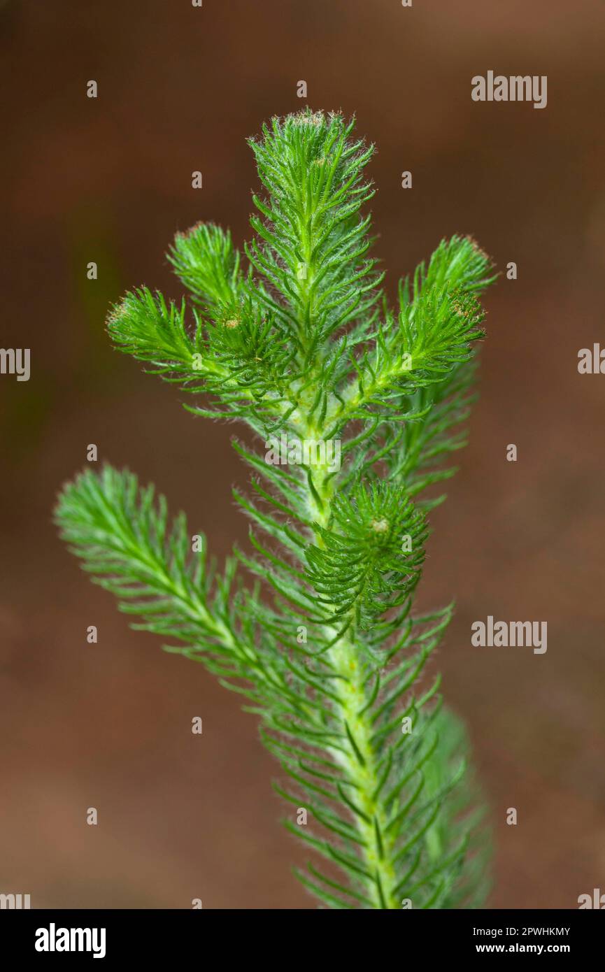 Brunia albiflora (Brunia albiflora) (PHILLIPS Stock Photo - Alamy