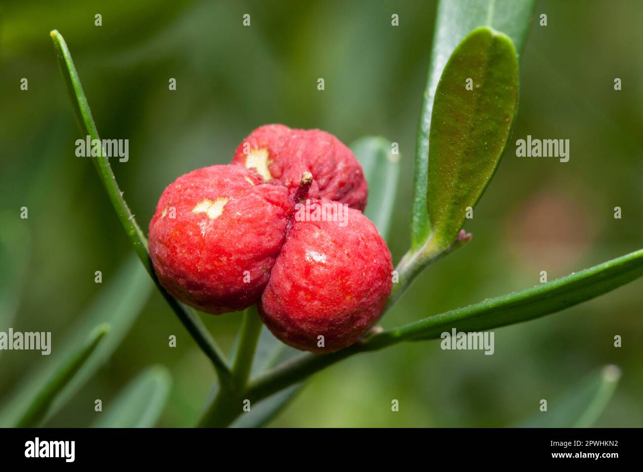 African spurge hi-res stock photography and images - Alamy