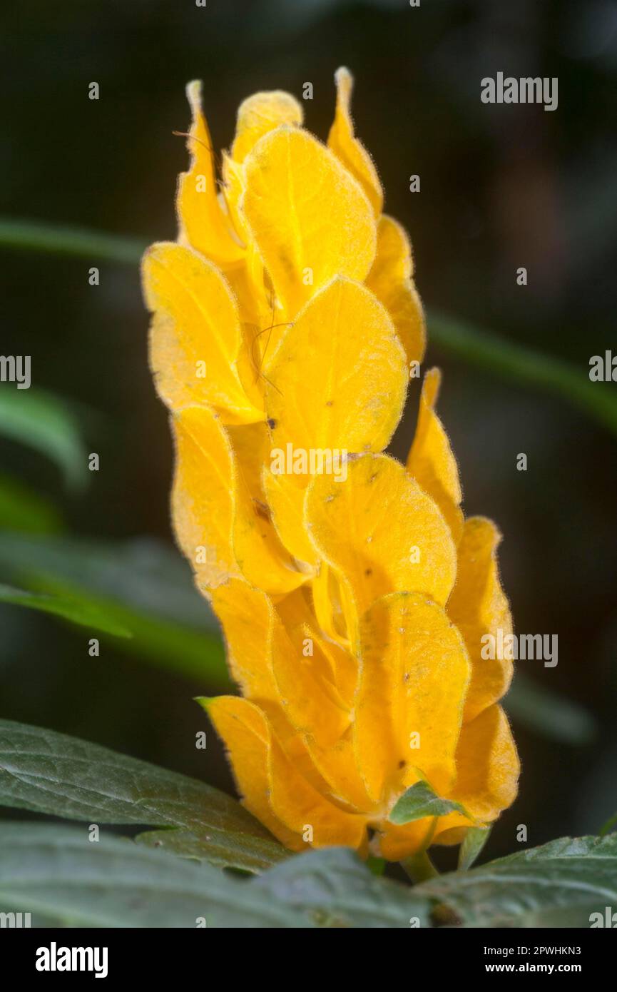 Lollipop Plant, Golden Shrimp Plant (Pachystachys lutea Stock Photo - Alamy