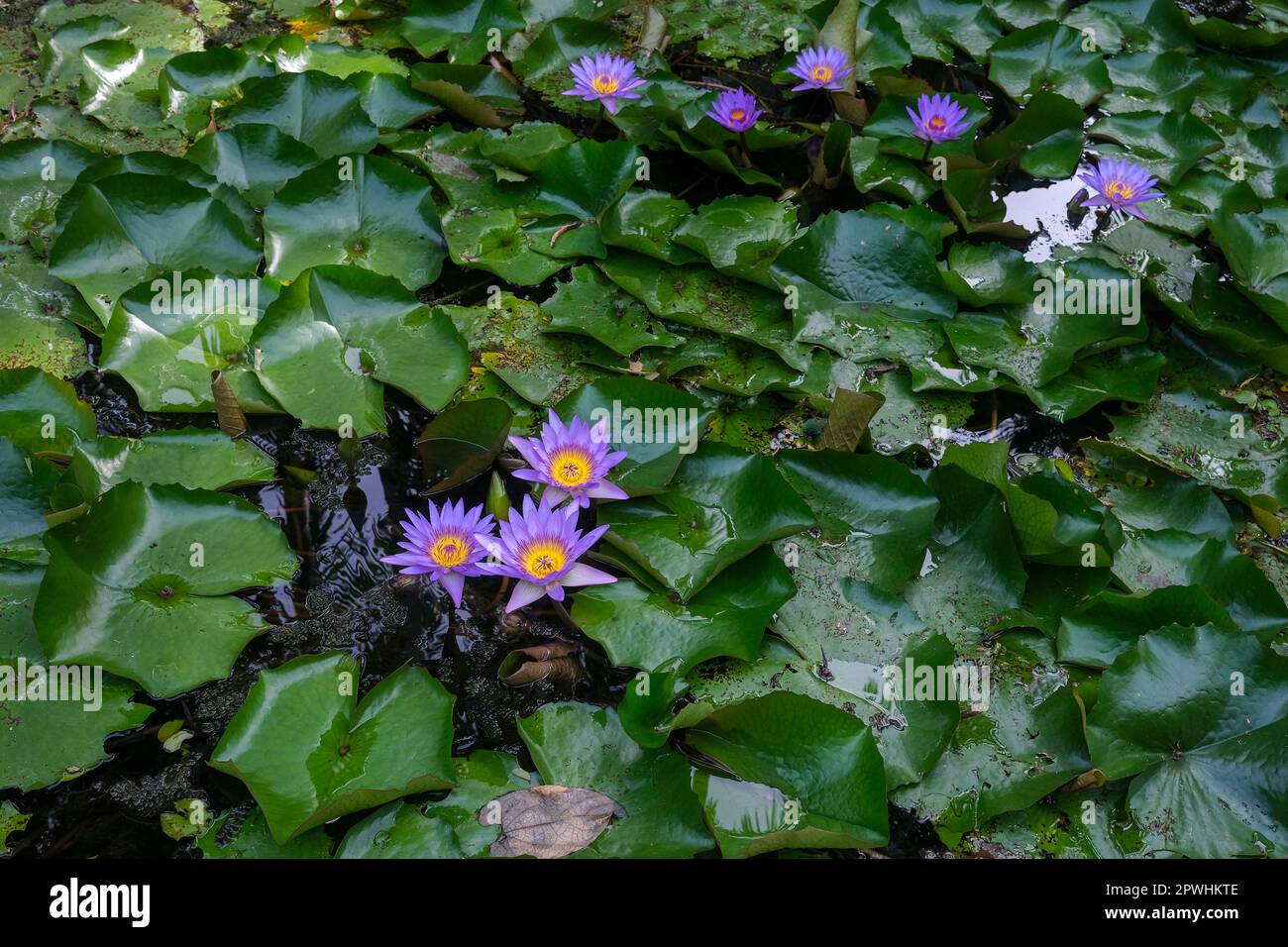 Purple water lilies Nymphaea nouchali, Nymphaea stellata Stock Photo - Alamy