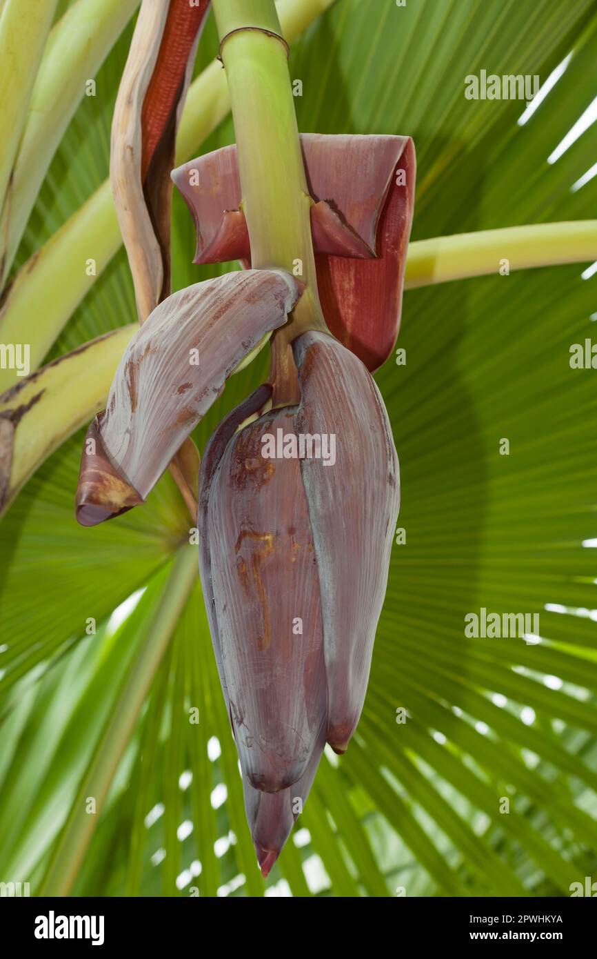 Agricultural tree flower plant hi-res stock photography and images - Alamy